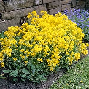Amazon.com : CHUXAY GARDEN 100 Seeds Aurinia Saxatilis,Basket-of-Gold ...