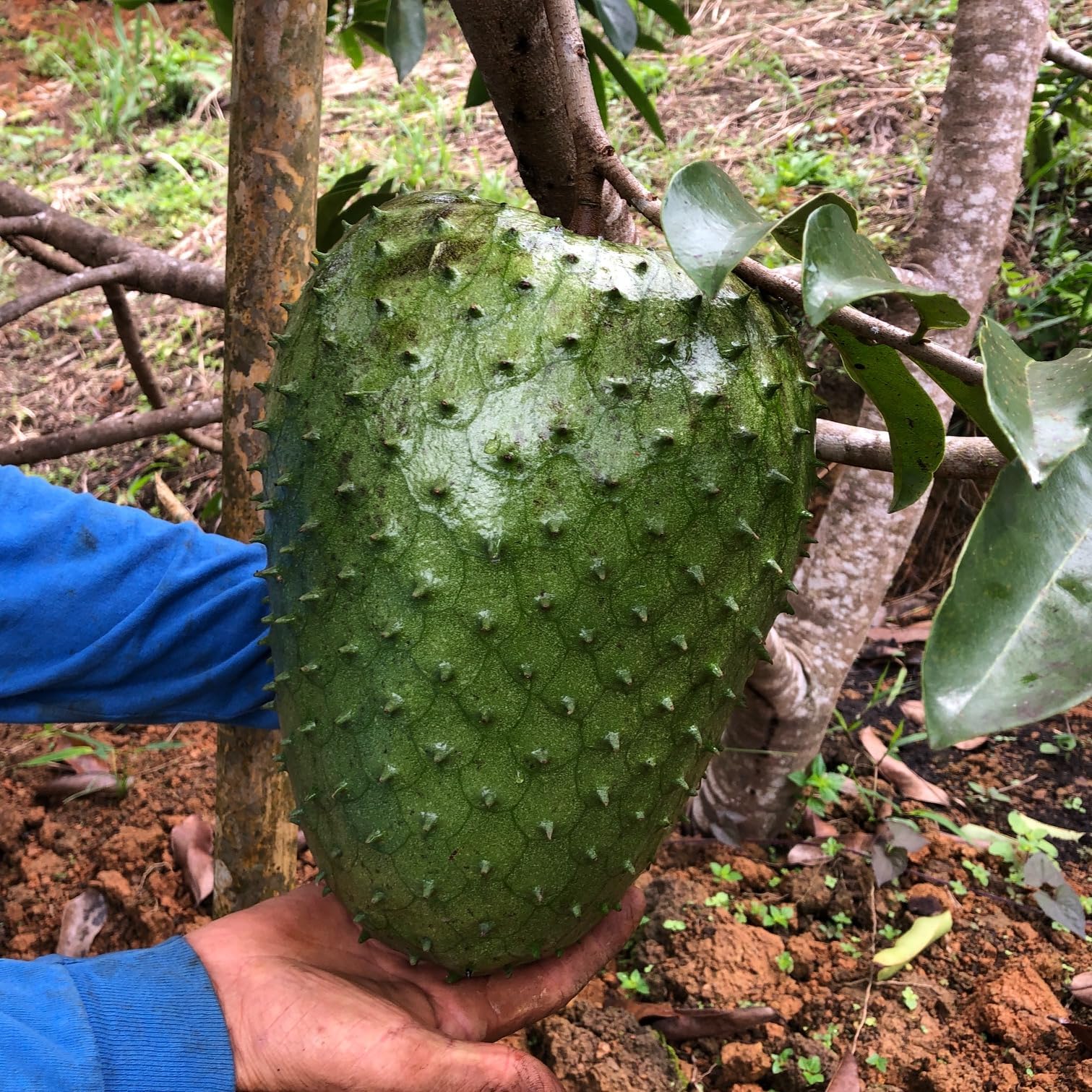 Amazon.com : 10 Pack Fresh Soursop Seeds- 100% Fresh Natural Soursop ...