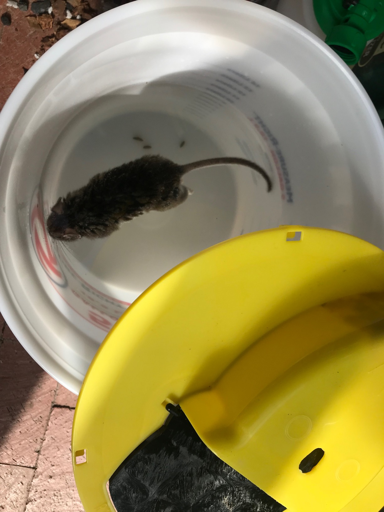 Amazon.com : RinneTraps - 2 Pack Flip N Slide Bucket Lid Mouse/Rat Trap ...