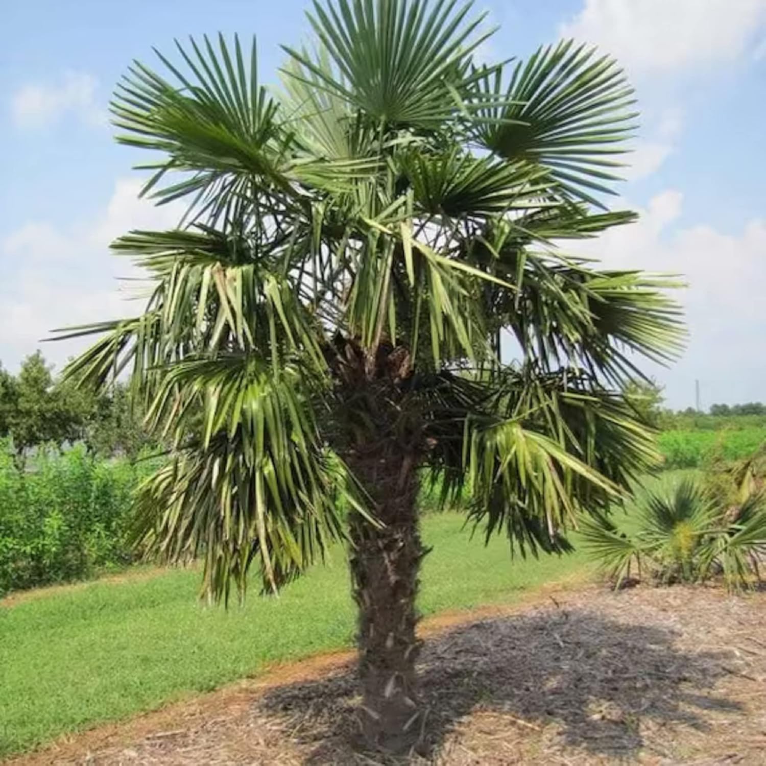 Amazon.com : CHUXAY GARDEN 5 Seeds Trachycarpus Fortunei,Chinese ...