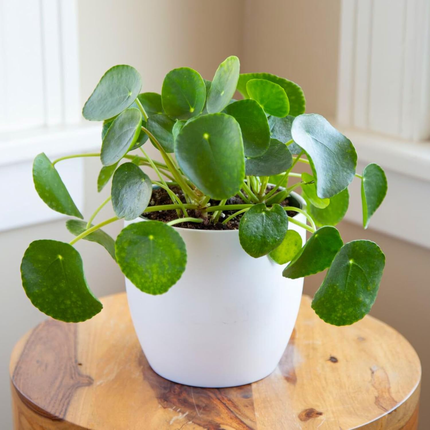 Live Coin Plant Chinese Lucky Money Plant for Indoor and Tabletop Use ...