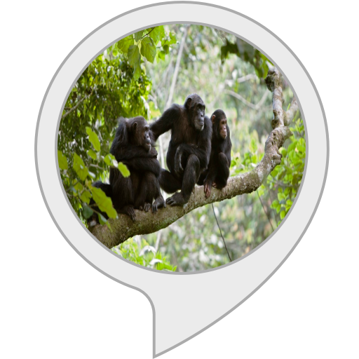 Amazon.in: bird fact : Alexa Skills