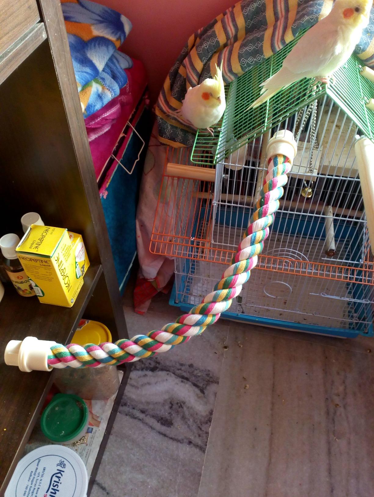 JW Comfy Perch 36 Inch for Birds, Flexible Multi-Colour Rope Perch for ...