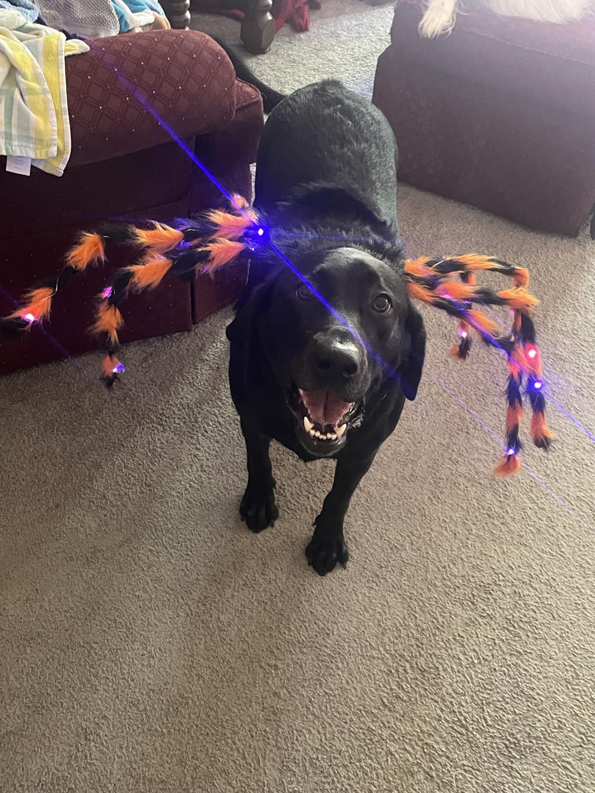 Amazon.com : OurWarm Dog Halloween Costumes for Pets 50 LED Furry Giant ...