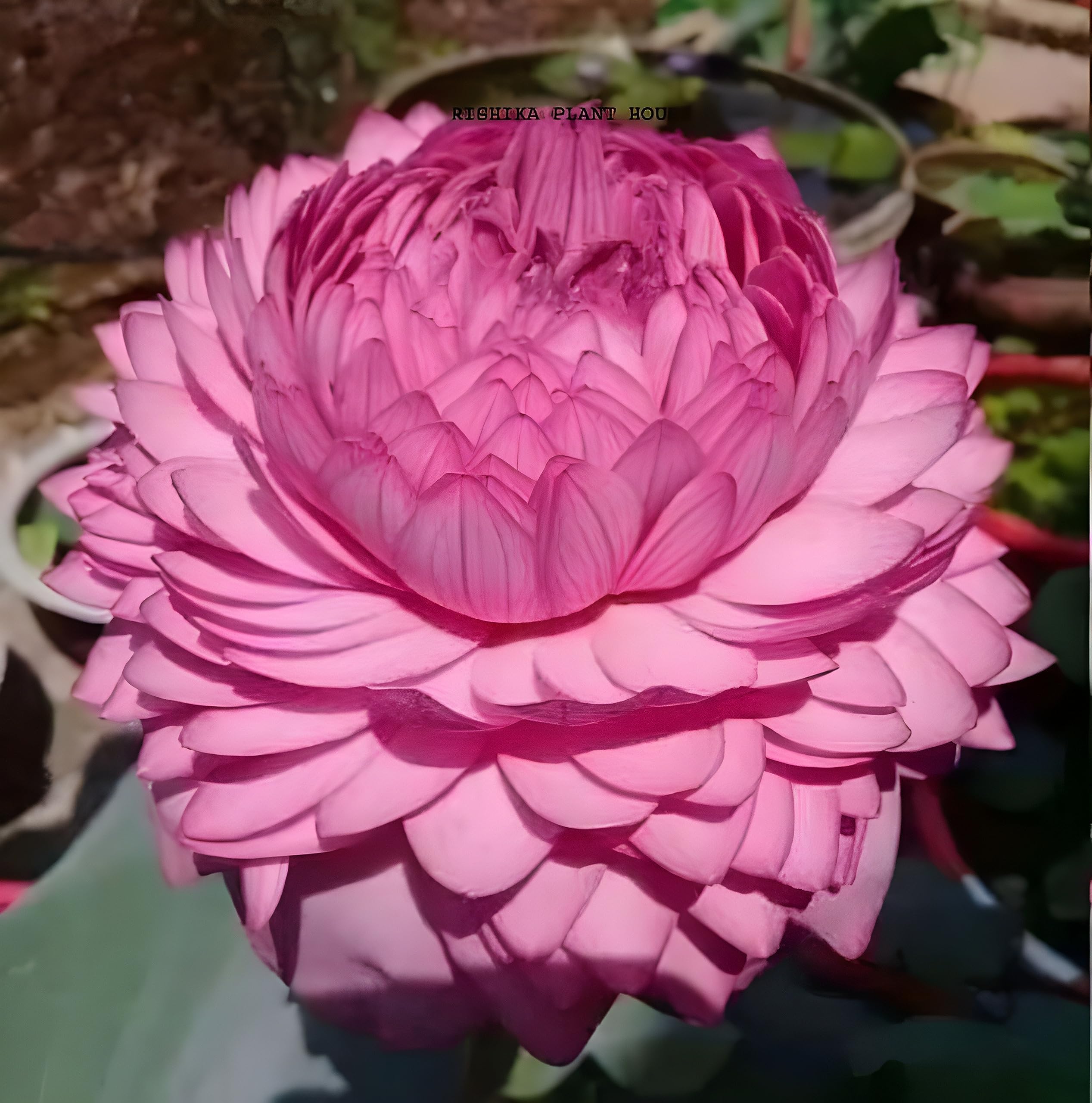 NooElec Seeds India Mini Lotus Flower Seeds Mix Colors(Pack of 15 Seeds ...