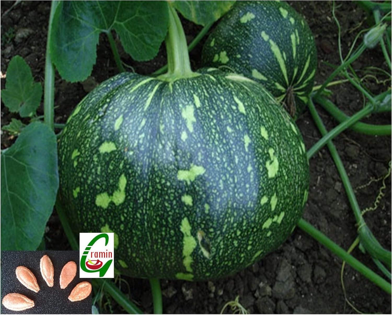 Seedstores Seed Stores: Hybrid Pumpkin Kadhu Seeds For Kitchen Terrace ...