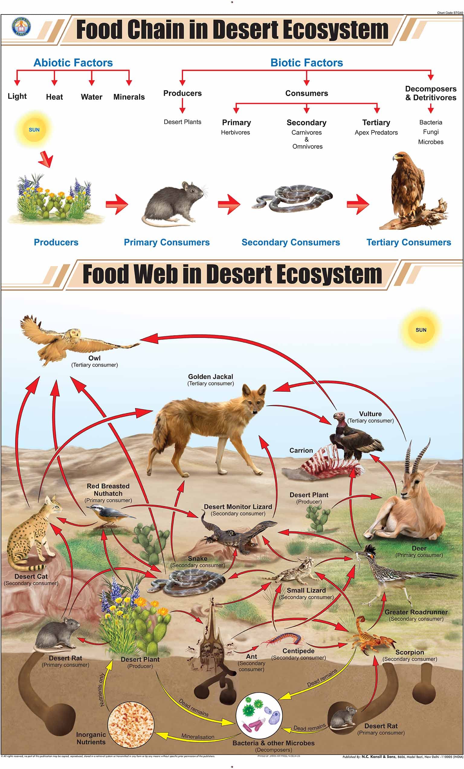 Desert Ecosystem Diagram Desert Plant Drawings For Sale (Page #3 Of 8)