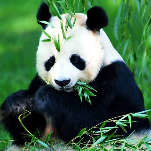 Animals Jigsaw Puzzles - App on Amazon Appstore