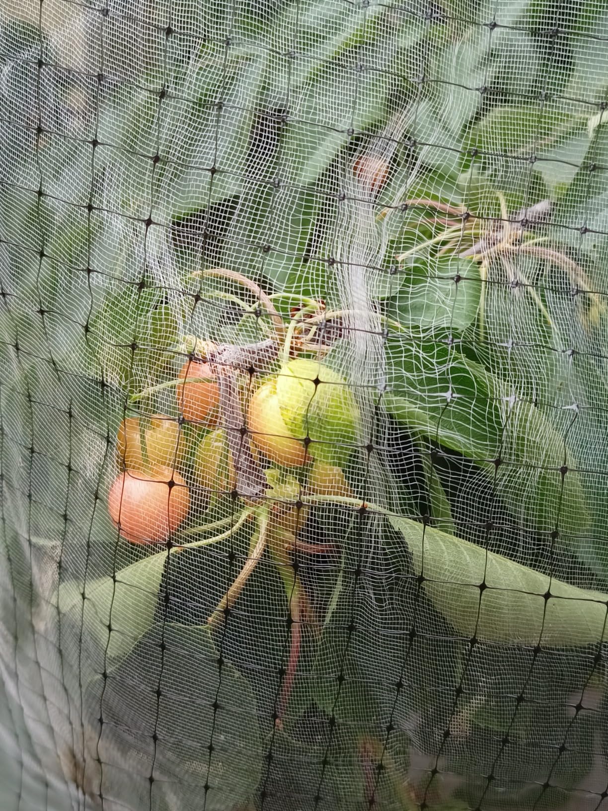 Yunking Deer Fence Netting, 7 x 100 Feet Anti Bird Deer Protection Net ...