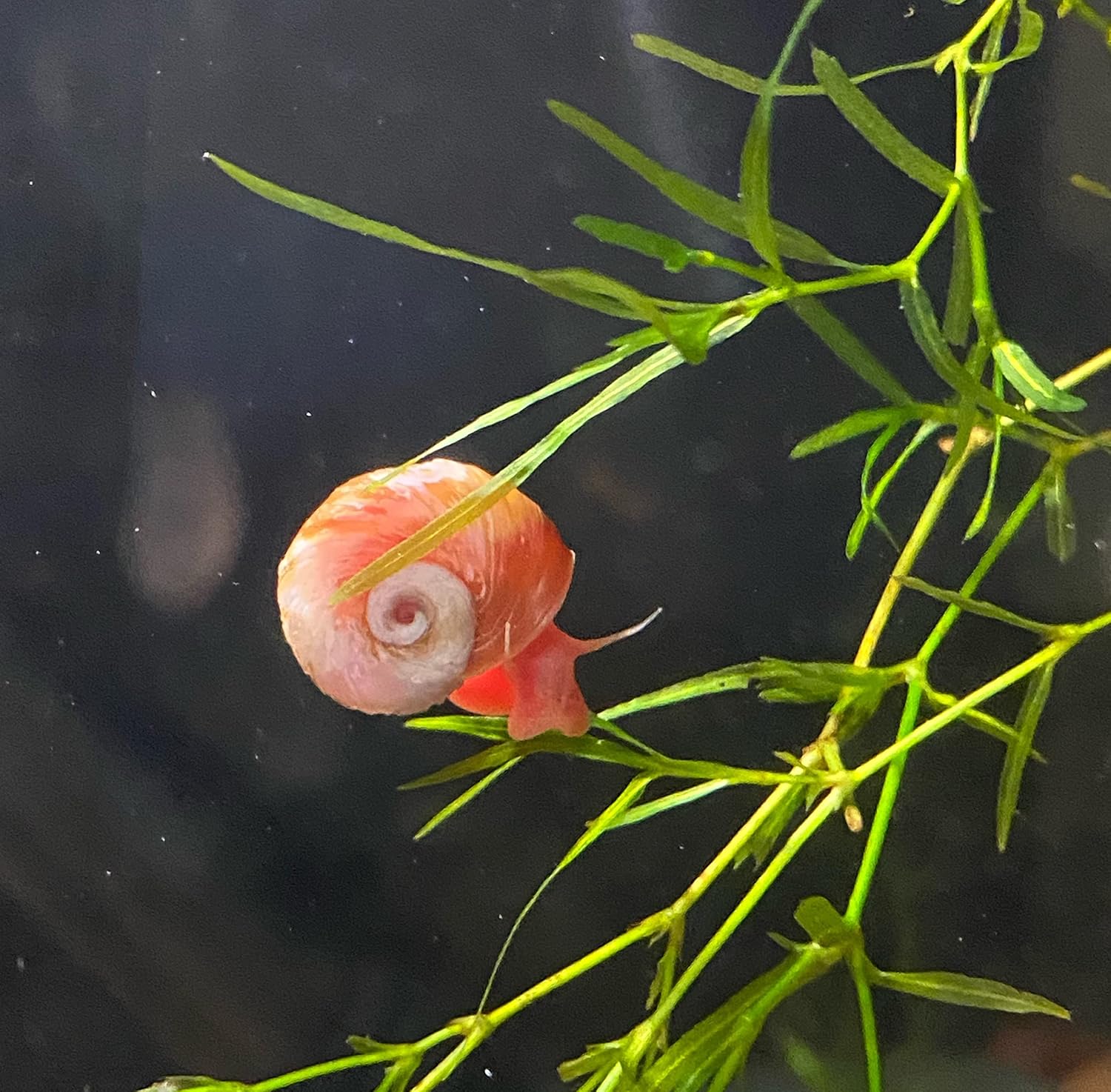 Amazon.com: All RED/Pink Ramshorn Snails - 10+ Extras for Ponds and ...