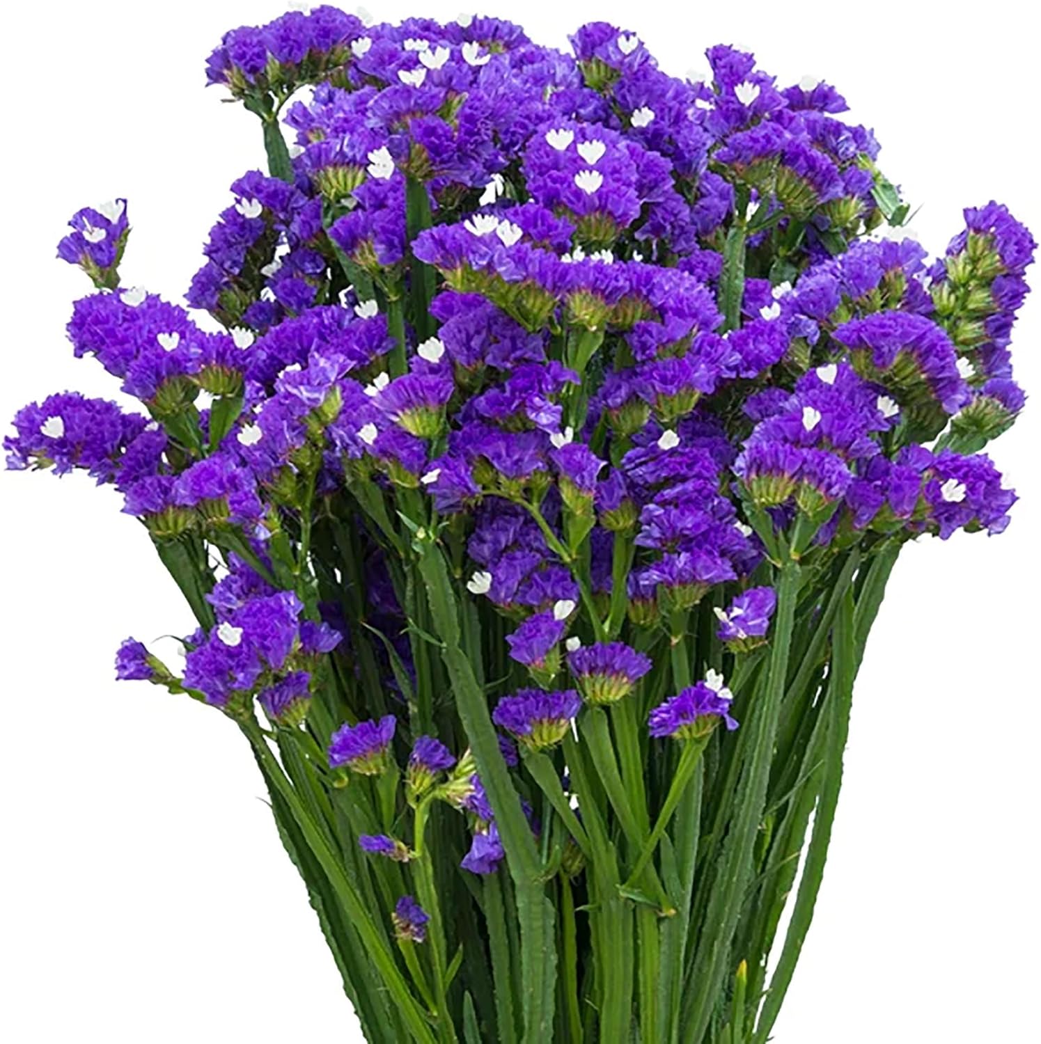 QAUZUY GARDEN 50 piezas de semillas de flores de limonio sinuatum de ...