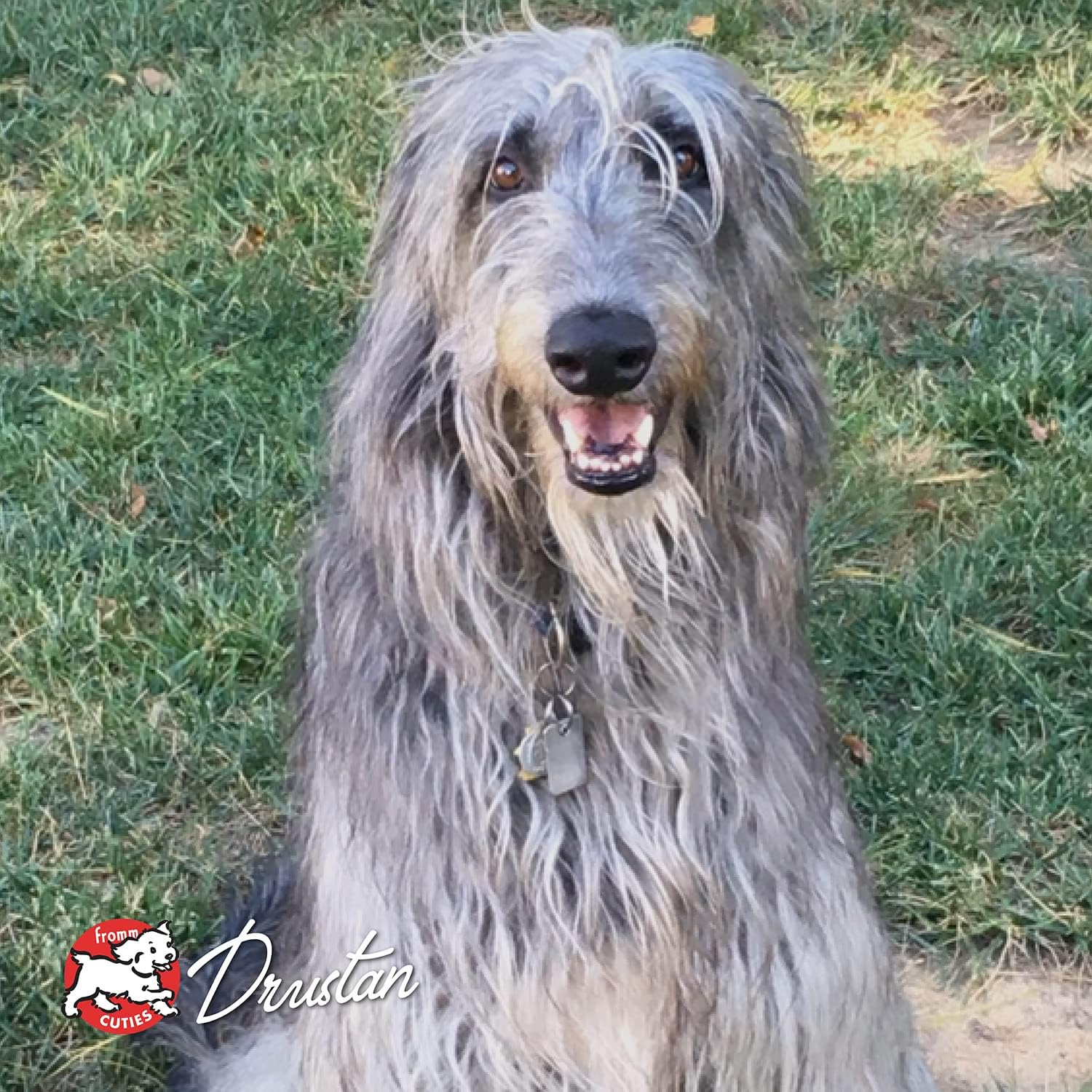 Fromm Four-Star Nutritionals Highlander – Alimento para perros con ...