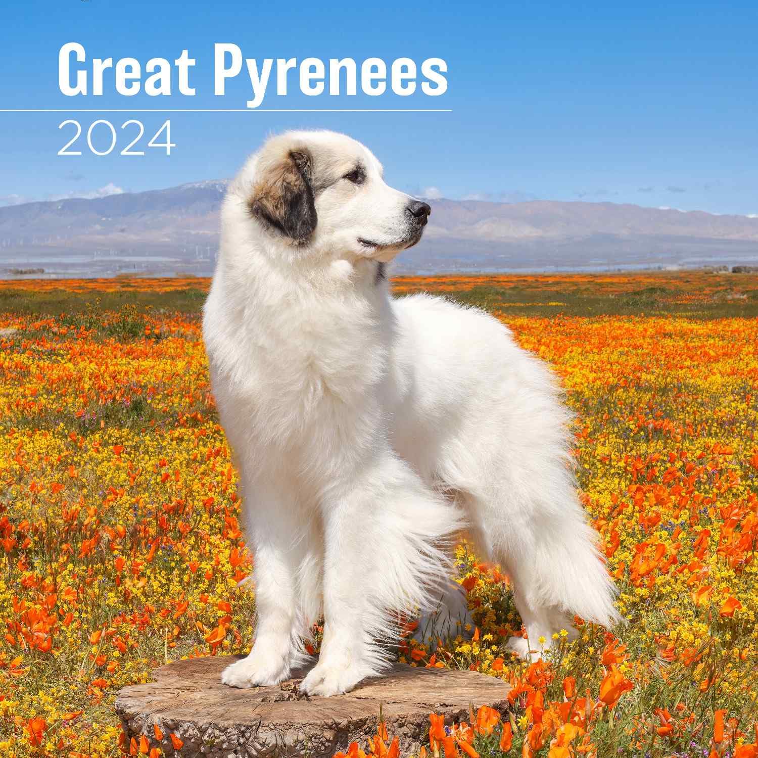 Snapklik.com : Great Pyrenees Calendar 2024 - Dog Breed Wall Calendar