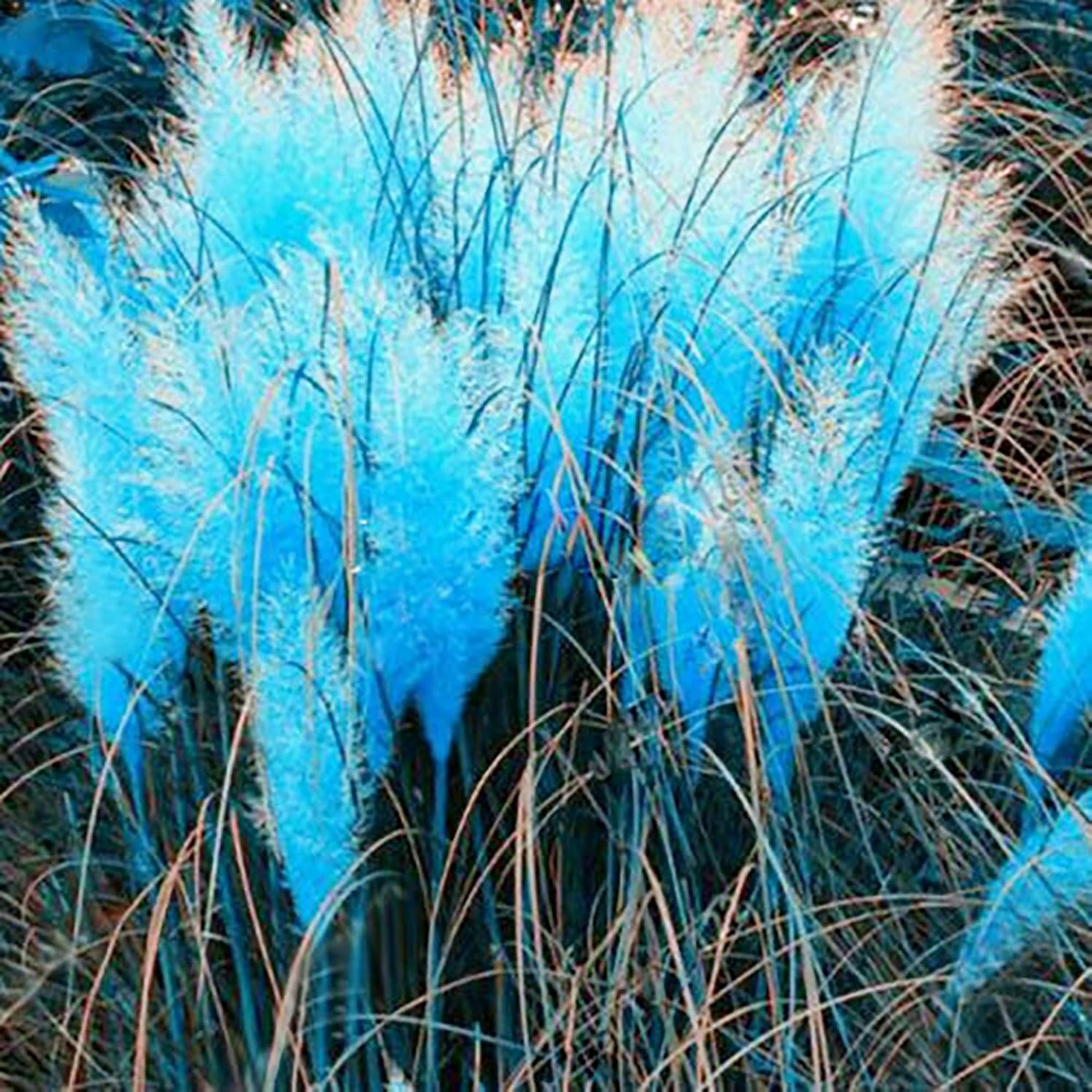 Amazon.com : QAUZUY GARDEN 1500 Rare Blue Pampas Grass Seeds ...