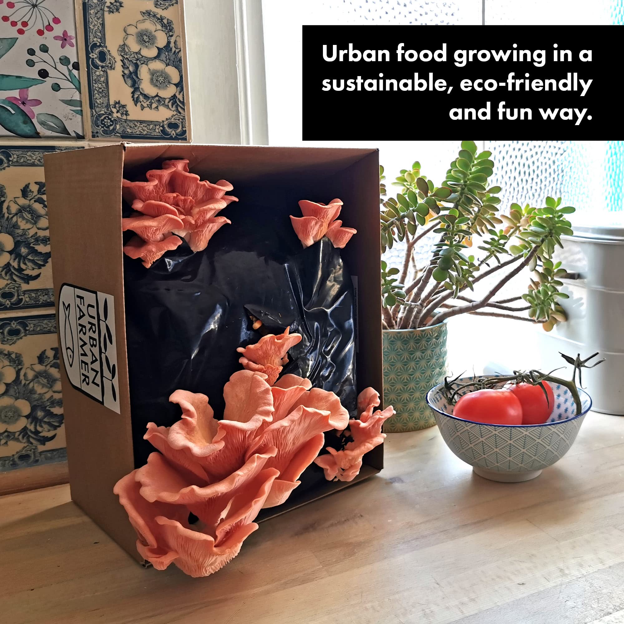 Urban Farm-It - XL Oyster Mushroom Growing Kits (Pink- Pleurotus djamor ...