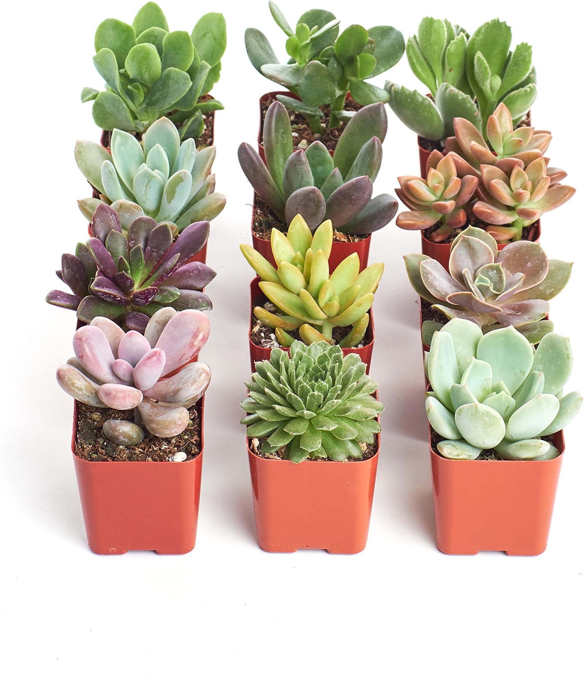 Amazon.com : Shop Succulents Rosette Succulent Plant Pack Bulk ...