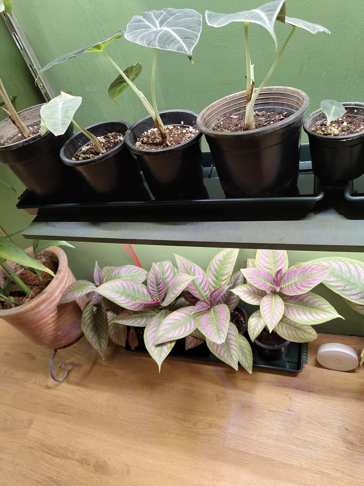 Oasis Floral Product Round Plastic Tray for Flower Arrangements ...