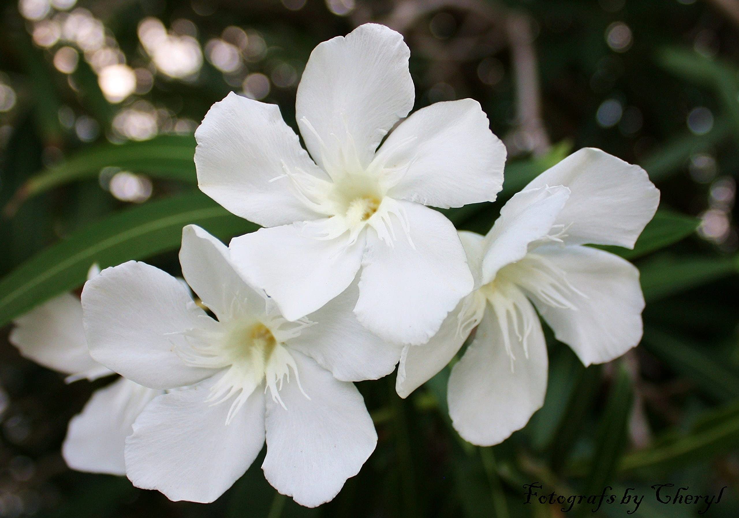 White Oleander Flower Oleander White—Nerium Oleander 白夹竹桃