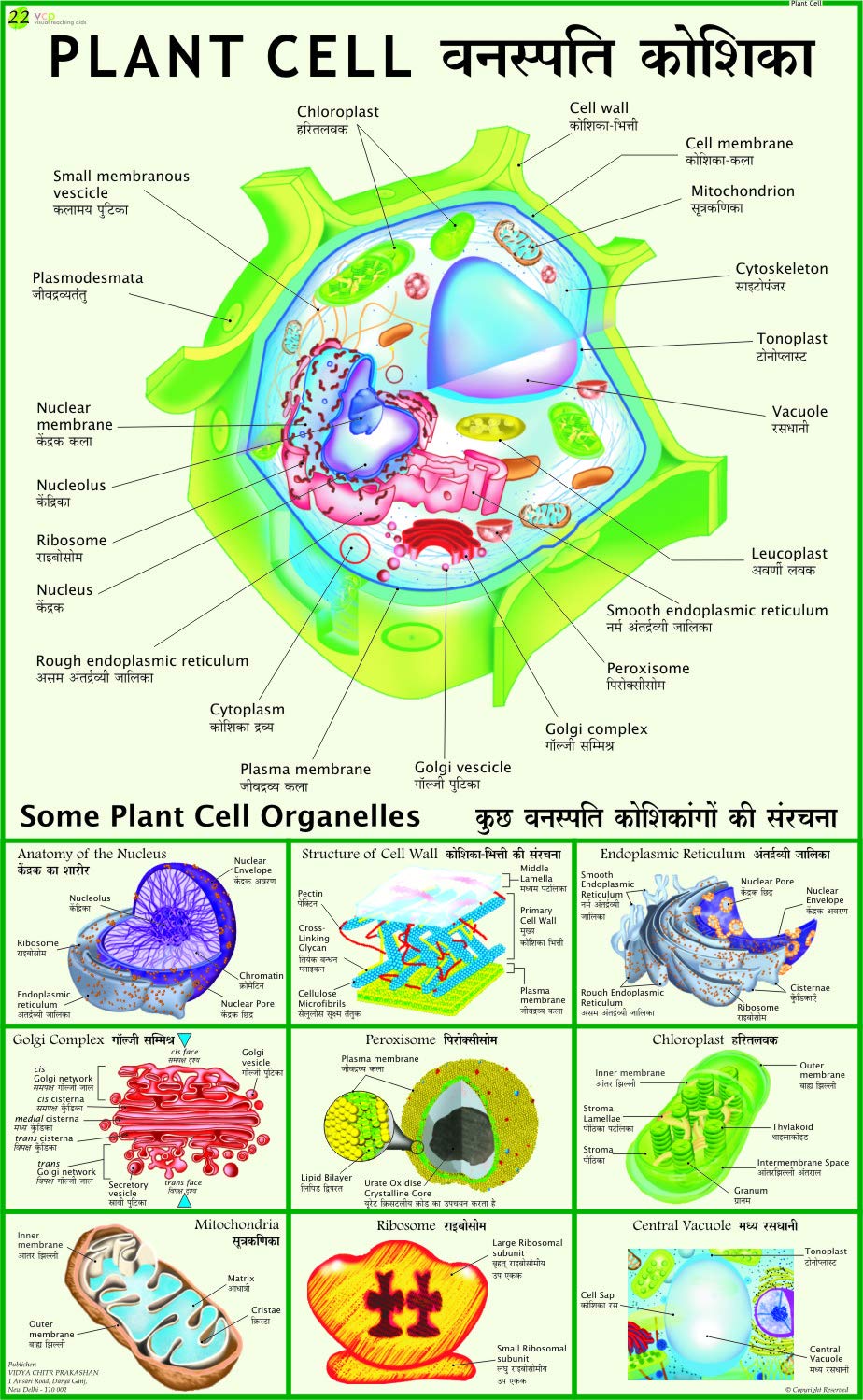 Plant Cell Graph