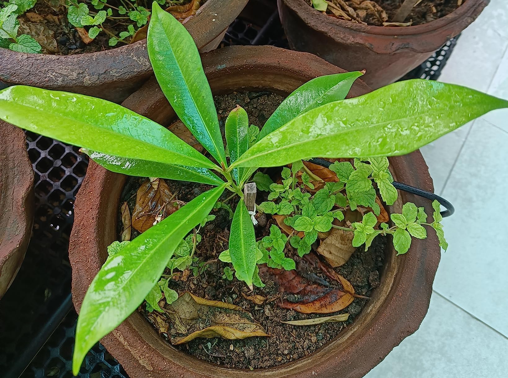 Greenish Valley Rare Tropical Live Plant Syzygium zeylanicum Pocha ...