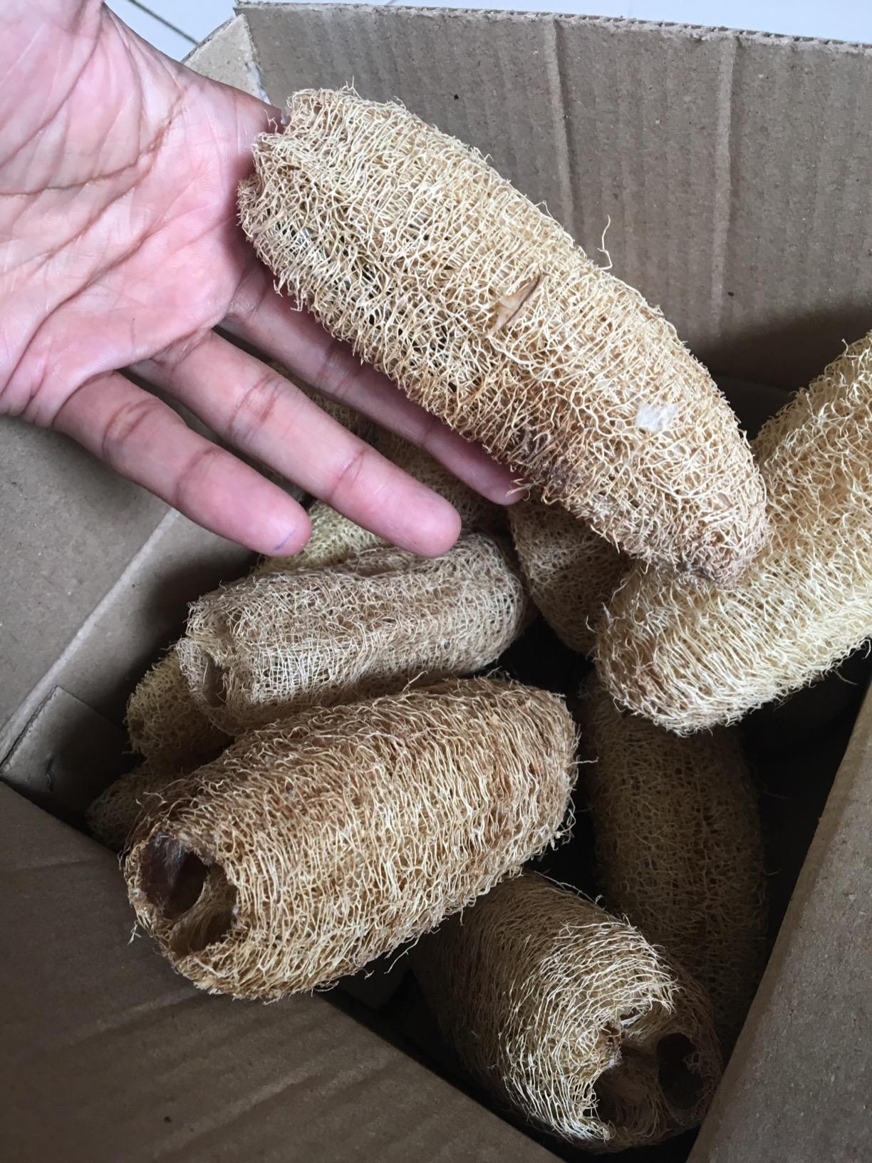 Generic Long Natural Loofa/Loofah Ridge Guard( Pack Of 12) : Amazon.in ...