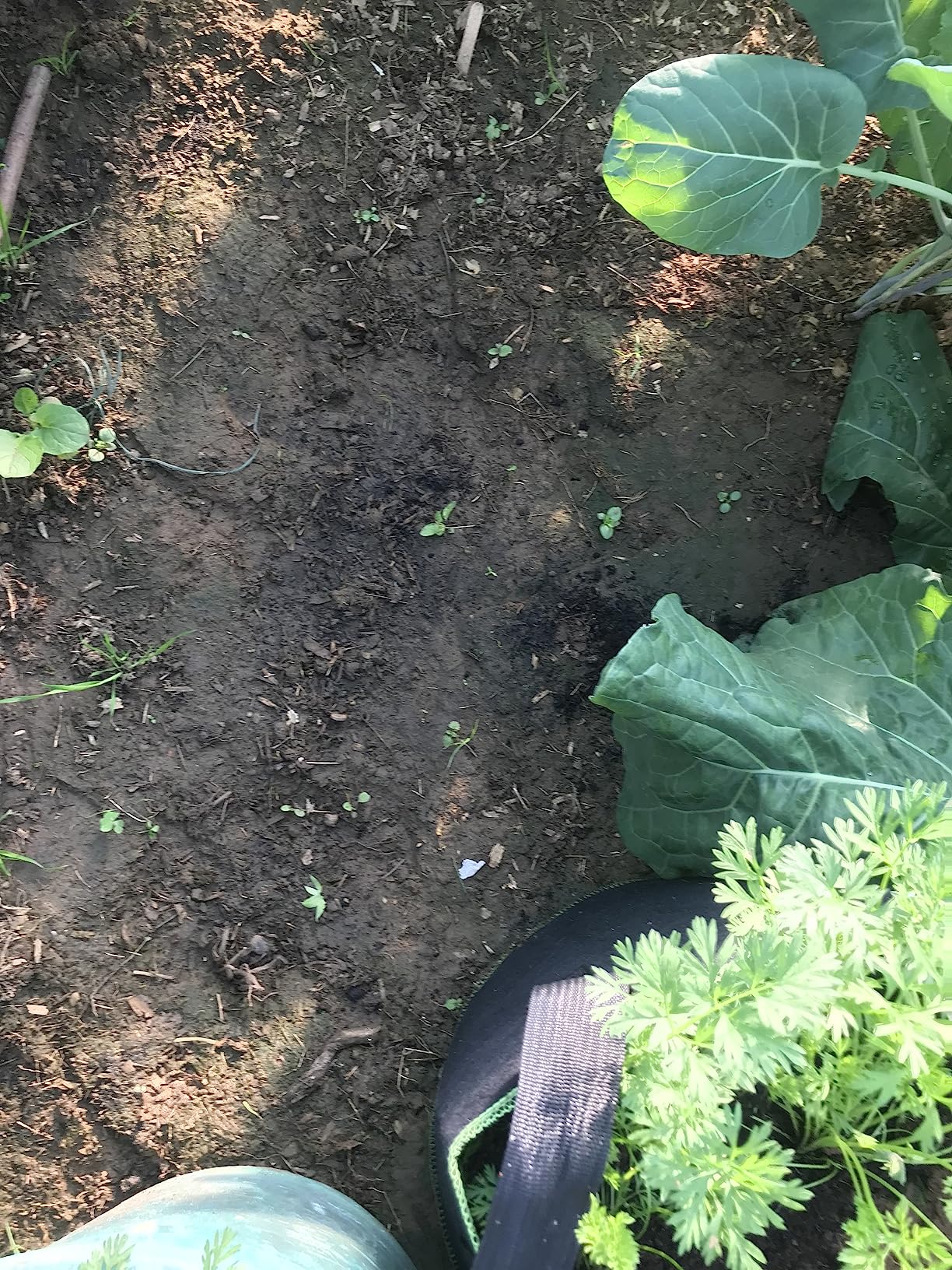 Asparagus Connovers Colossal Seeds in Pictorial Packet from a UK Seller ...