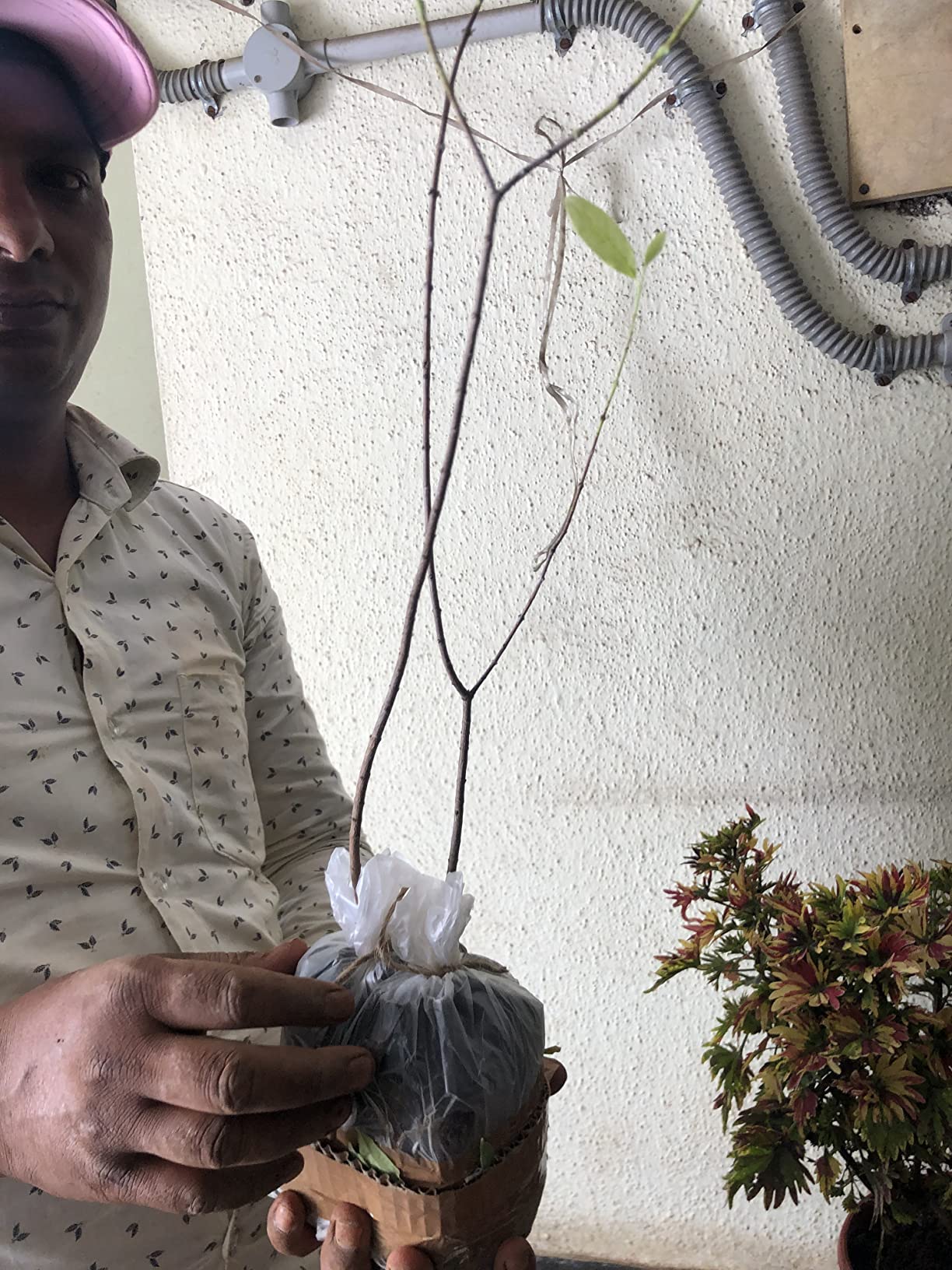 Linaa Red Sandalwood Sapling Lal Chandan Tree Live Plant : Amazon.in ...