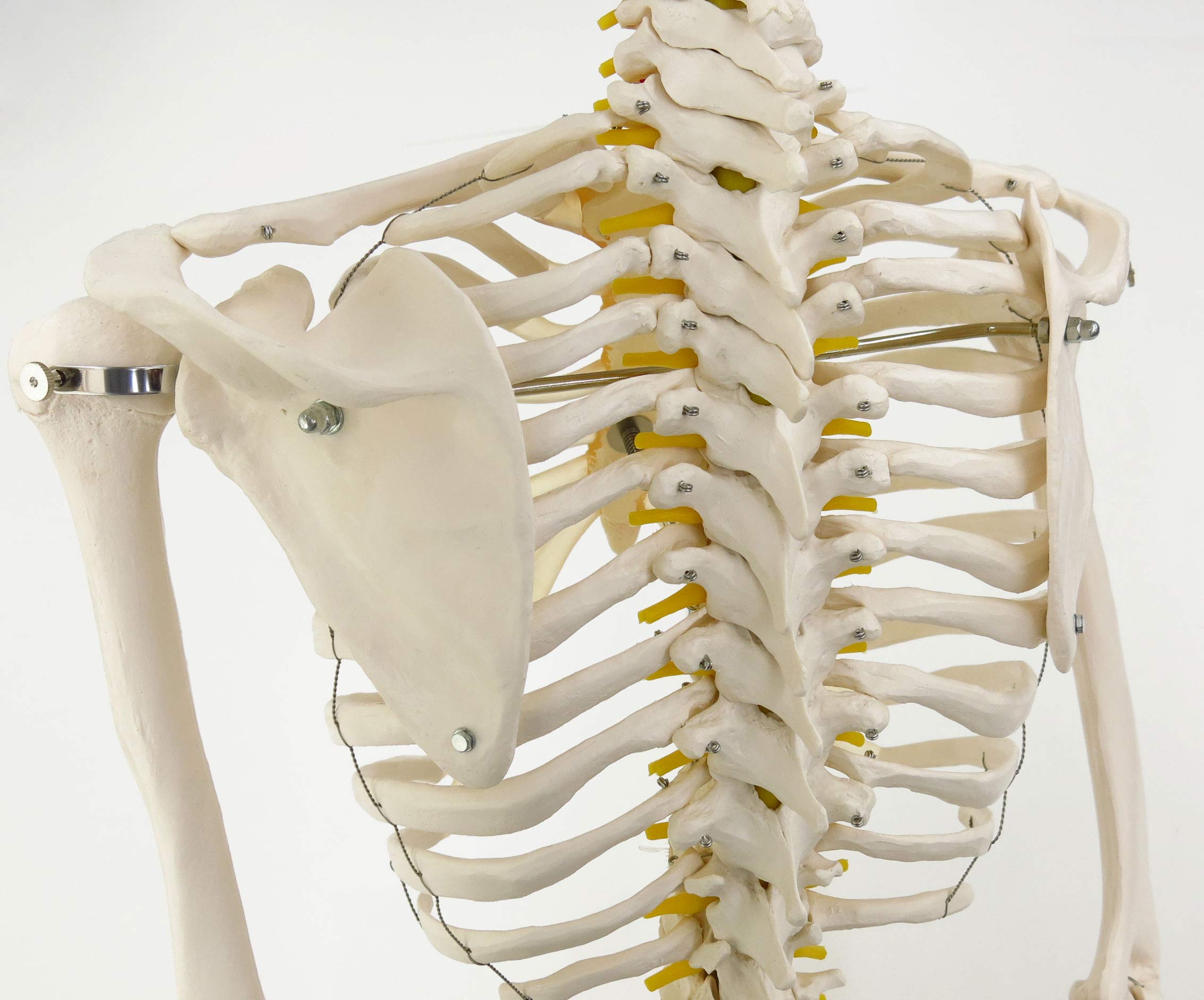 Buy 3B Scientific Human Anatomy Skeleton Model Fred - Flexible, On ...