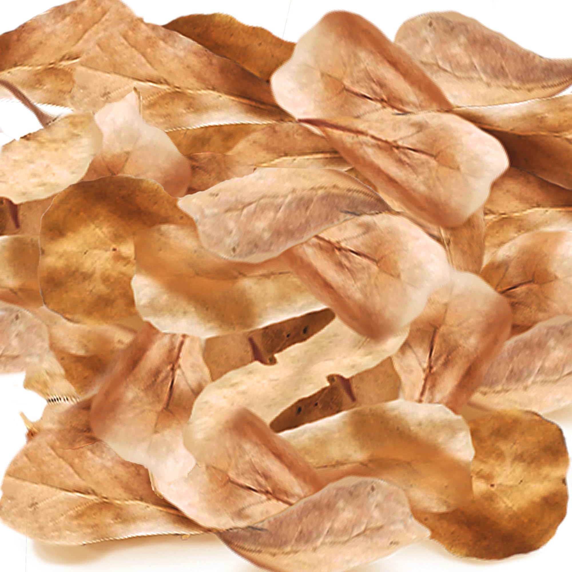 Snapklik.com : 100 Pack Leaf Litter For Spider, Cricket & Isopod, Mini ...