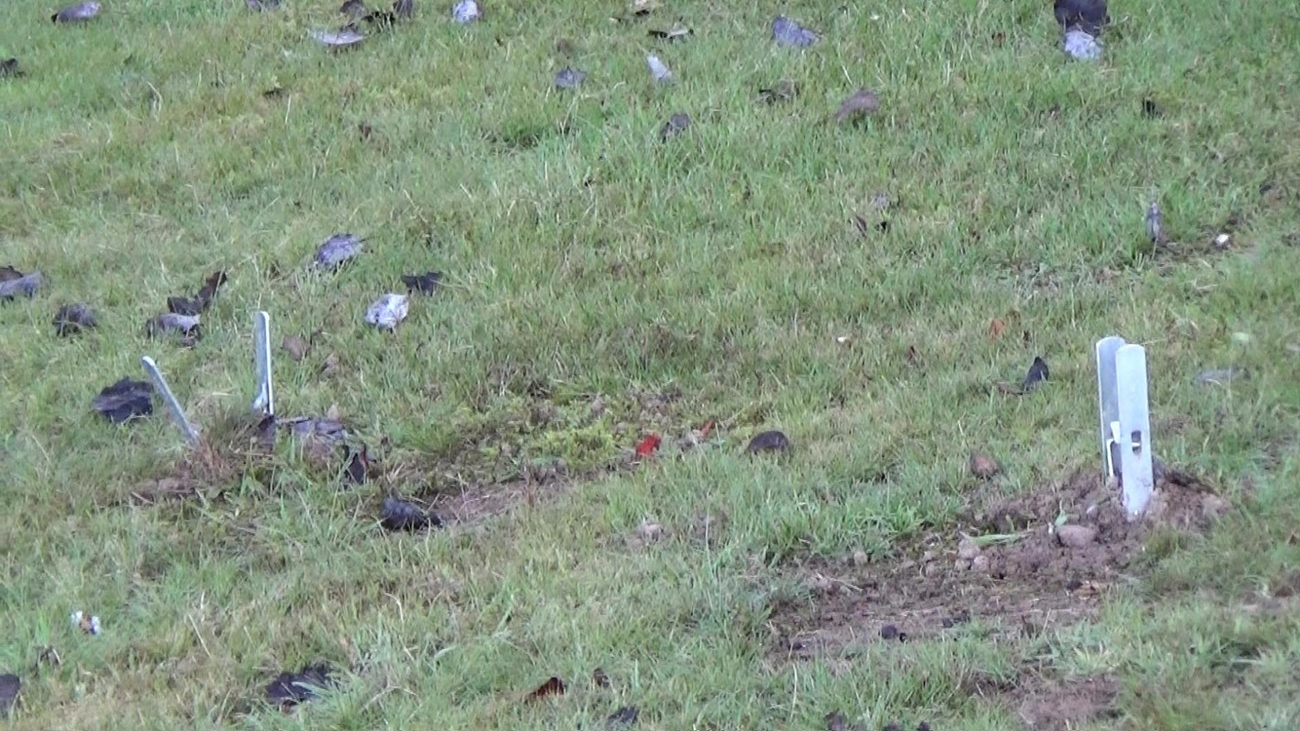 The Big Cheese Mole Tunnel Trap - Traditional Two-Way Trap Design ...