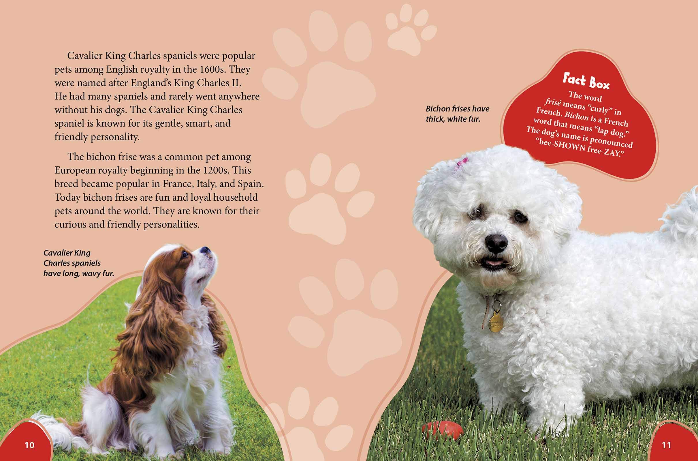 Cavalier King Charles Spaniel Mixed With Bichon Frise