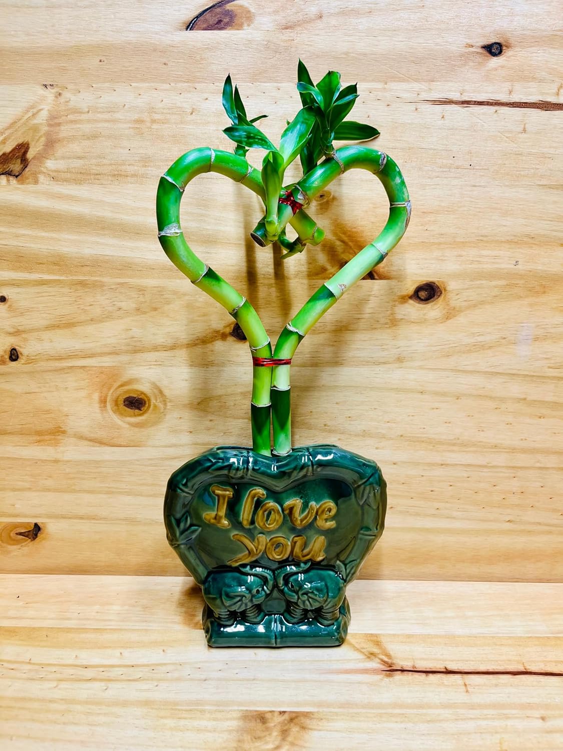 Amazon.com: Live Lucky Bamboo Plant Heart Shape in I Love You Ceramic ...