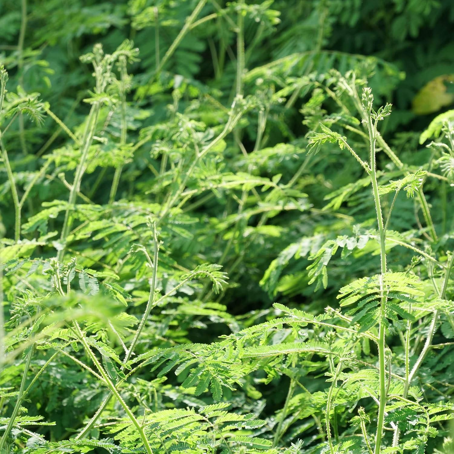 Amazon.com : Outsidepride Illinois Bundleflower Seed - 1000 Pcs. Soil ...