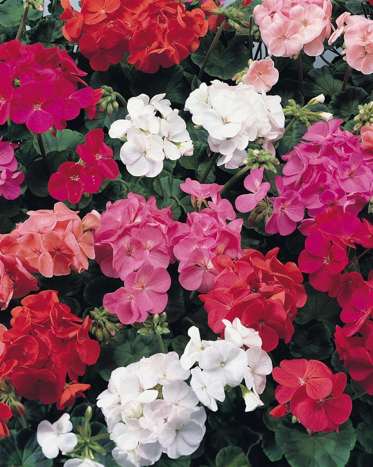 Geranium Mixed Colours Bedding Plants Premium 6 Pack Garden Ready ...