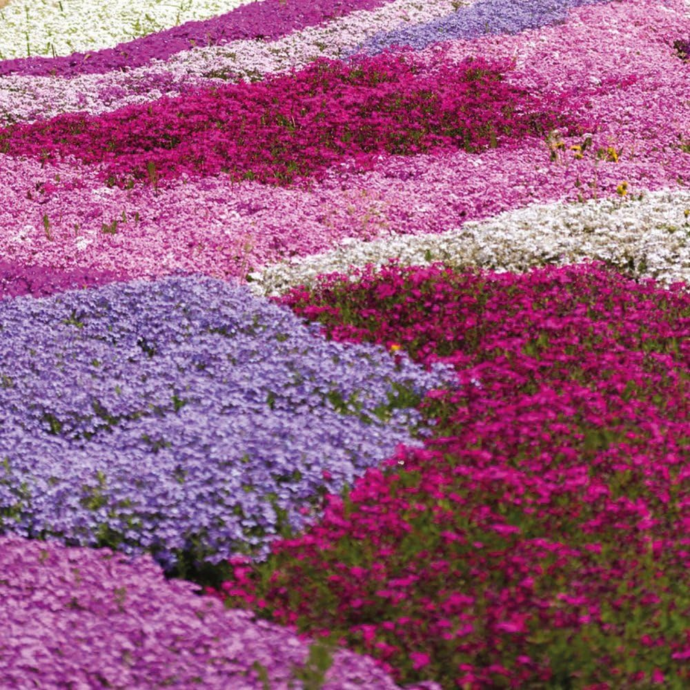 Creeping Phlox Subulata Mixed Varieties Perennial Garden Plug Plants