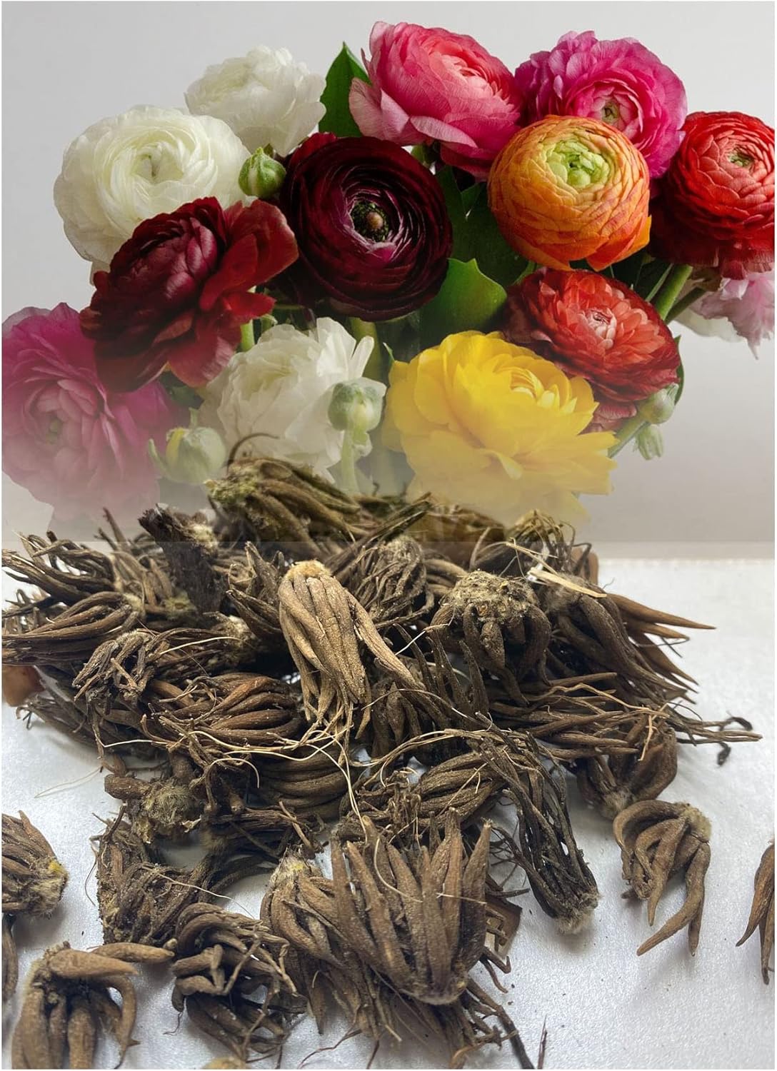 100 Ranunculus (Persian Buttercup) Peony Mixed Bulbs/Corms Stunning ...