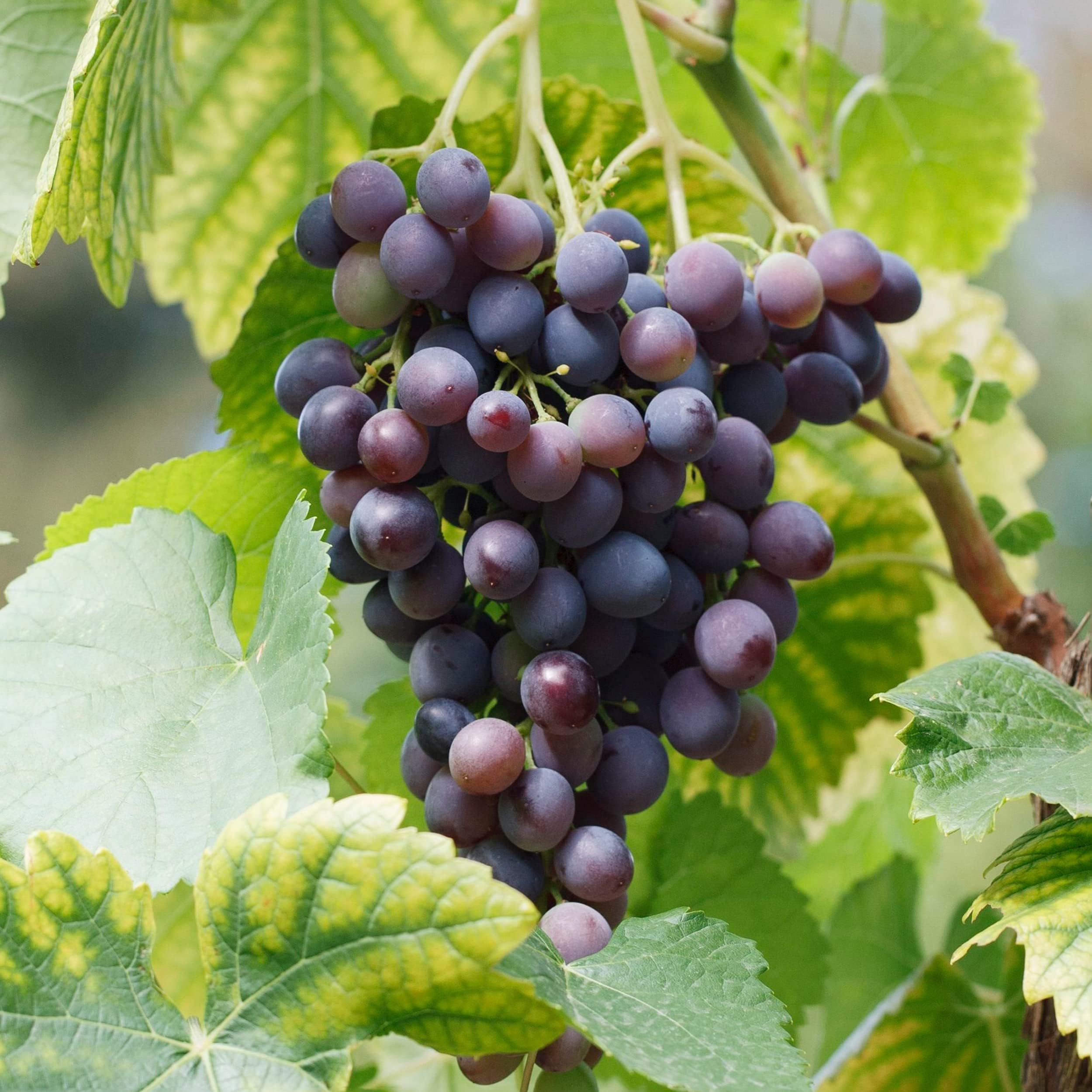 Amazon.com : Grape Vine, Grape Plant Live 1-2 Years Old Bareroot, Sweet ...