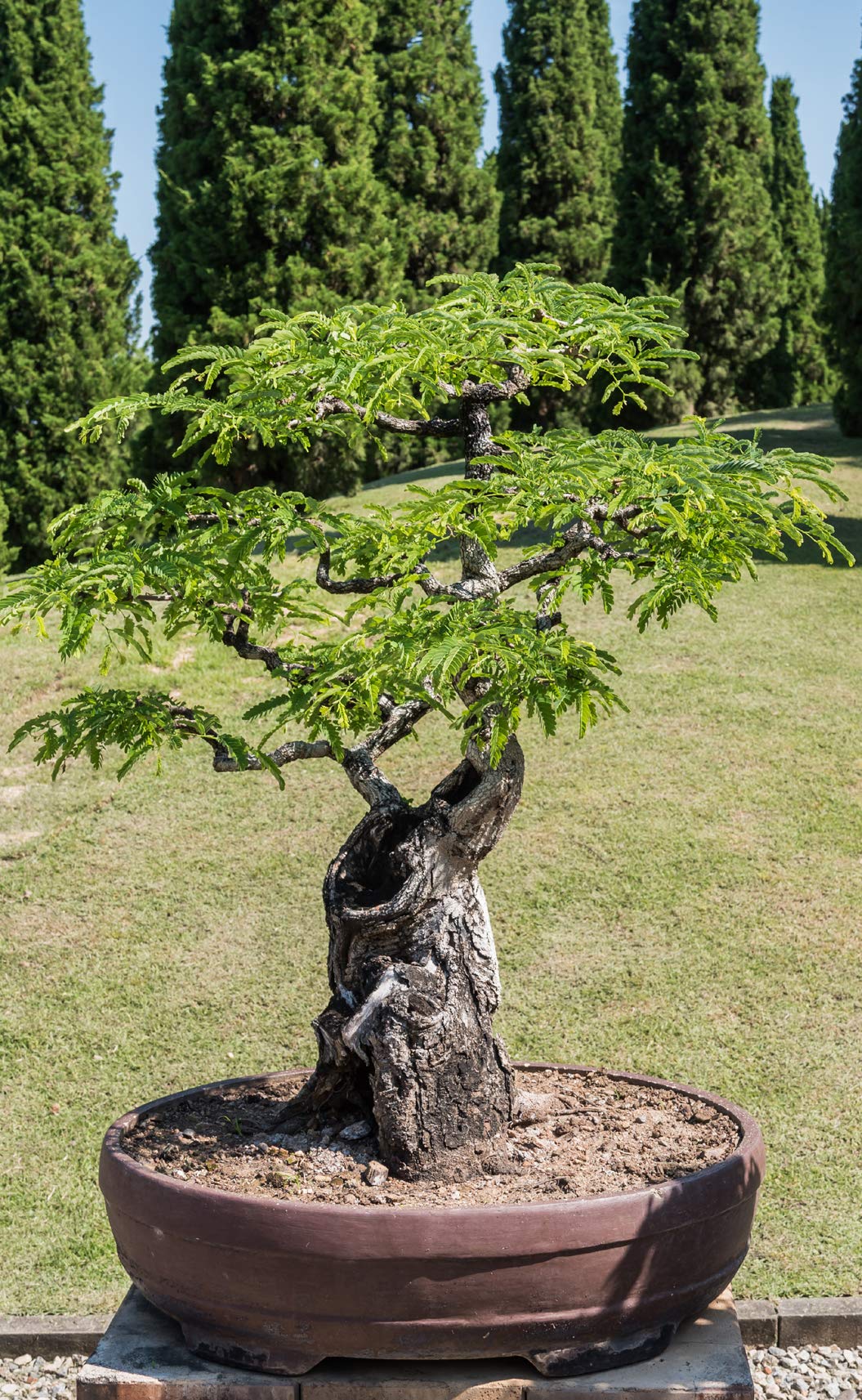 Tamarind Tree Bonsai