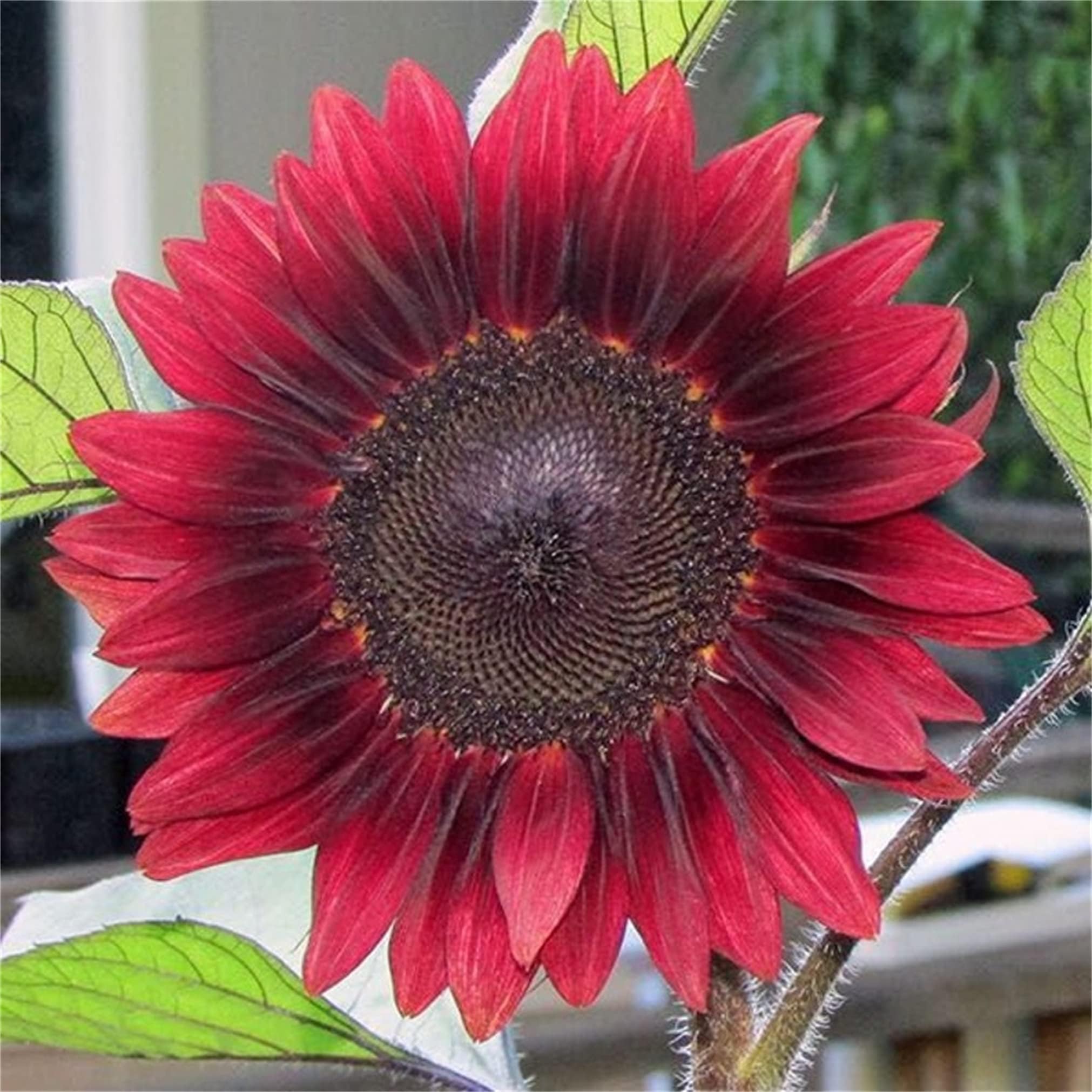 Amazon.com : TomorrowSeeds - ProCut Ruby Eclipse Sunflower Seeds - 30 ...