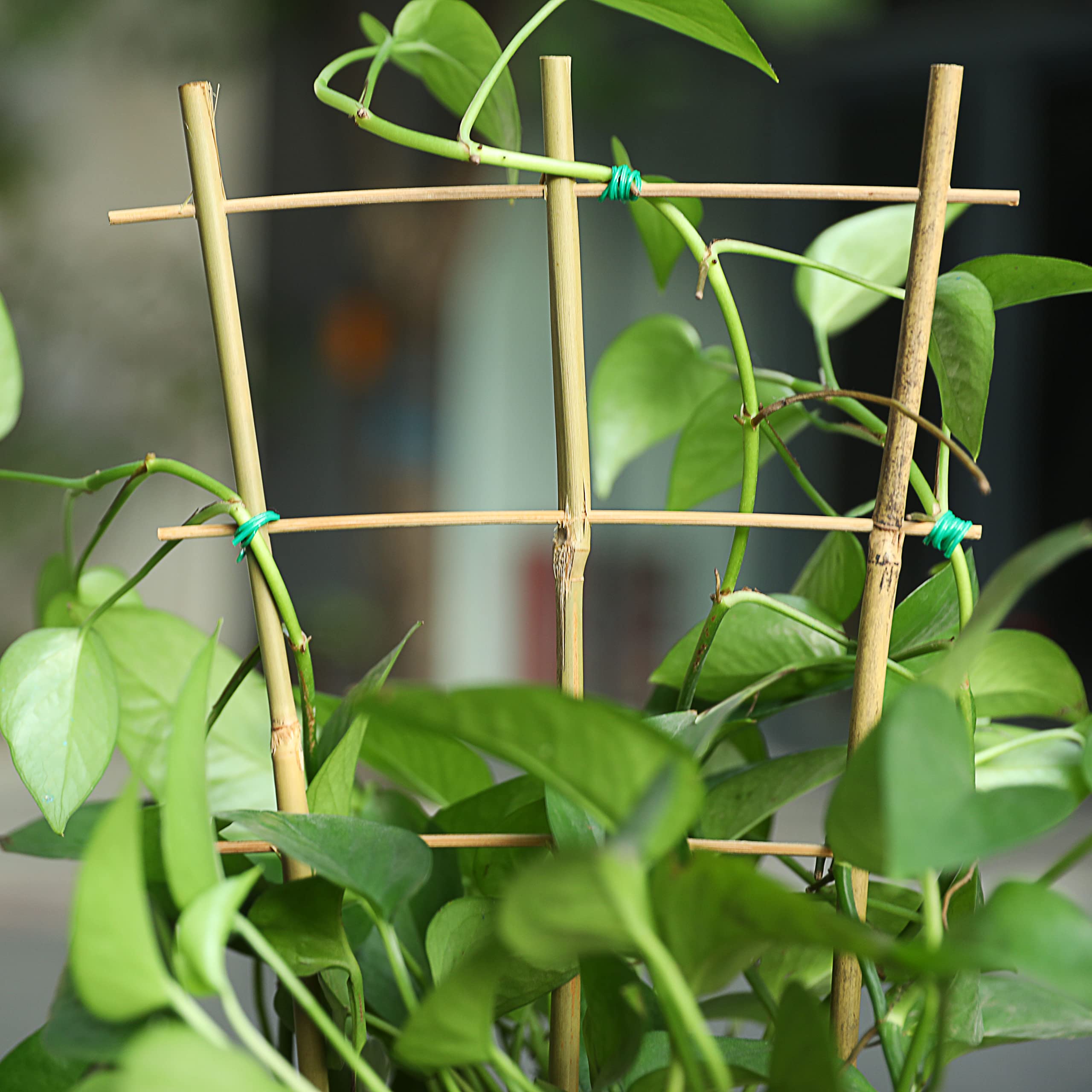 Snapklik.com : 10 Pack Natural Bamboo Trellis 16 Inches Plants Support ...