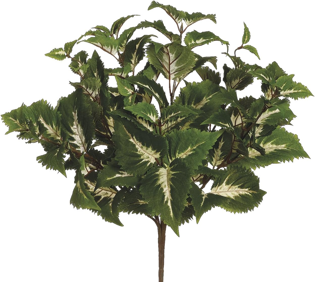 Amazon.com: Silk Plants Direct Coleus Plant (Pack of 12) : Home & Kitchen