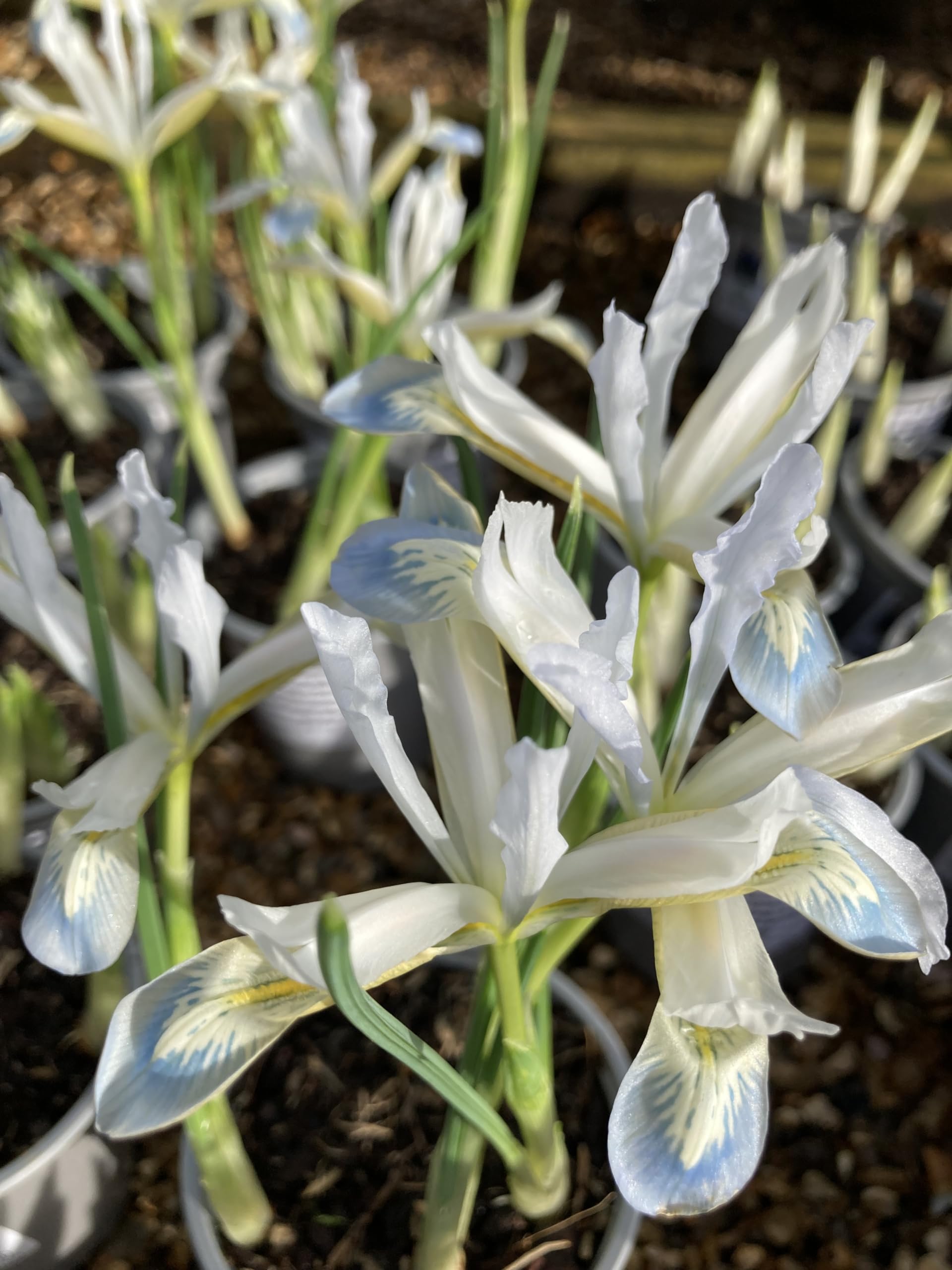 10 x Blue Dwarf Iris 'Frozen Planet' (Iris reticulata) Bulbs (Free UK ...