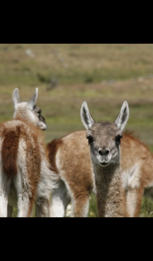 Cute Alpaca Wallpaper -- HD Wallpapers of Cute Alpacas!:Amazon.de:Appstore for Android