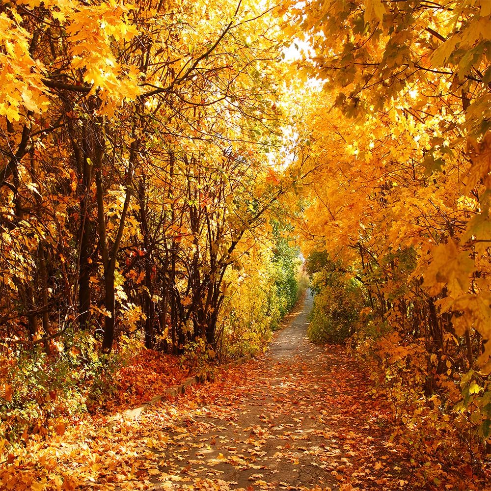 Amazon.com : DULUDA 8x8 FT Fall Leaves Forest Autumn Backdrop Wedding ...