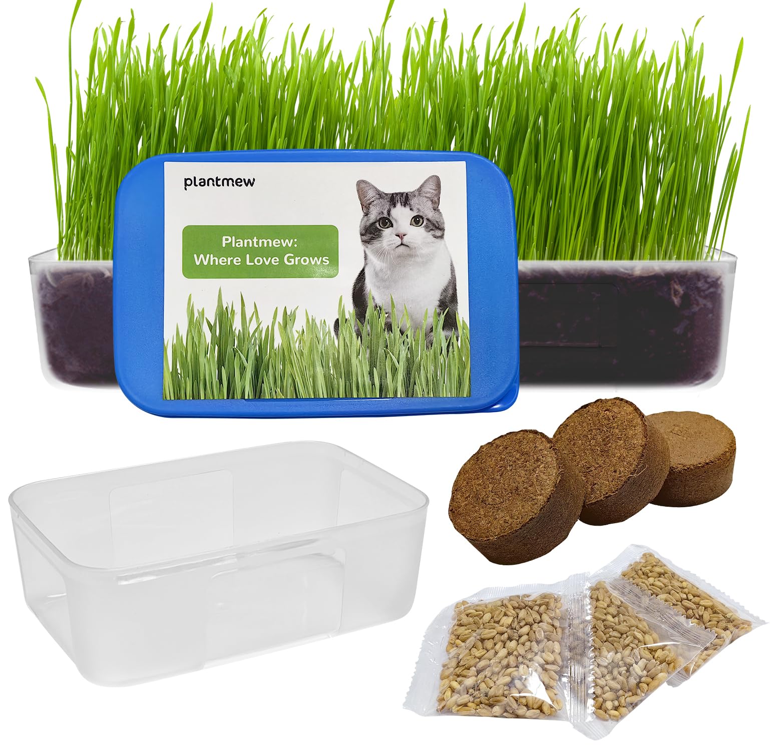 Amazon.com : Cat Grass Seeds - Indoor Cat Grass Kit- Fast-Growing in 7 ...