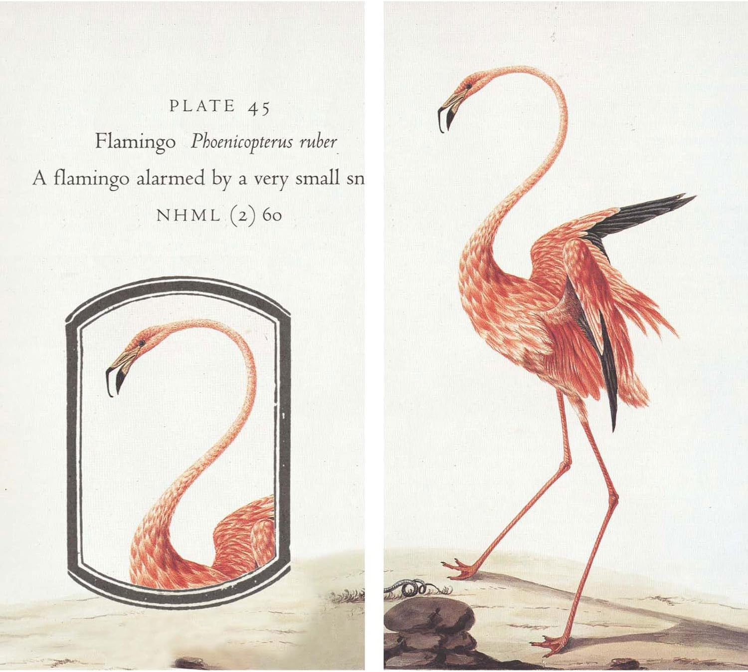 Amazon.com: HomArt Large Decorative Bird Galapagous Flamingo Matches ...