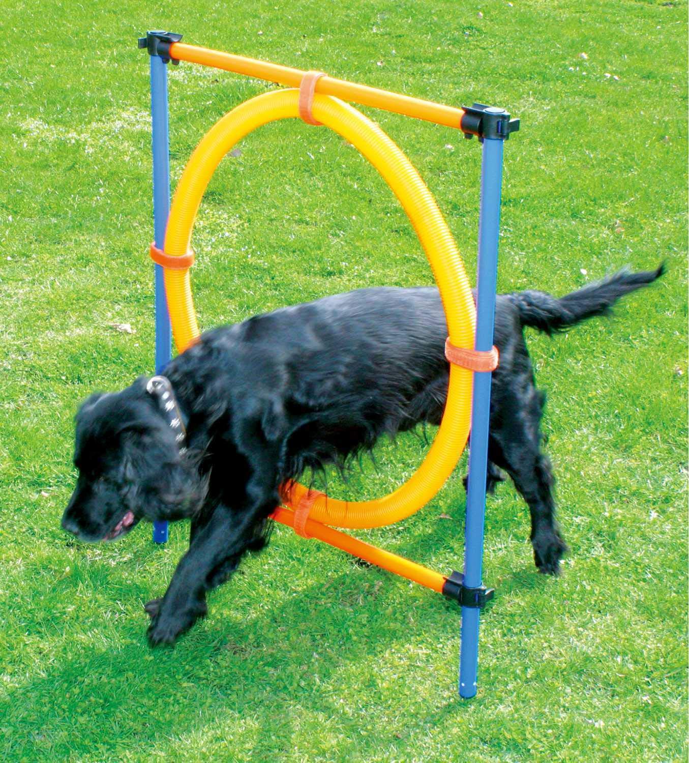 How Big Is A Dog Agility Ring