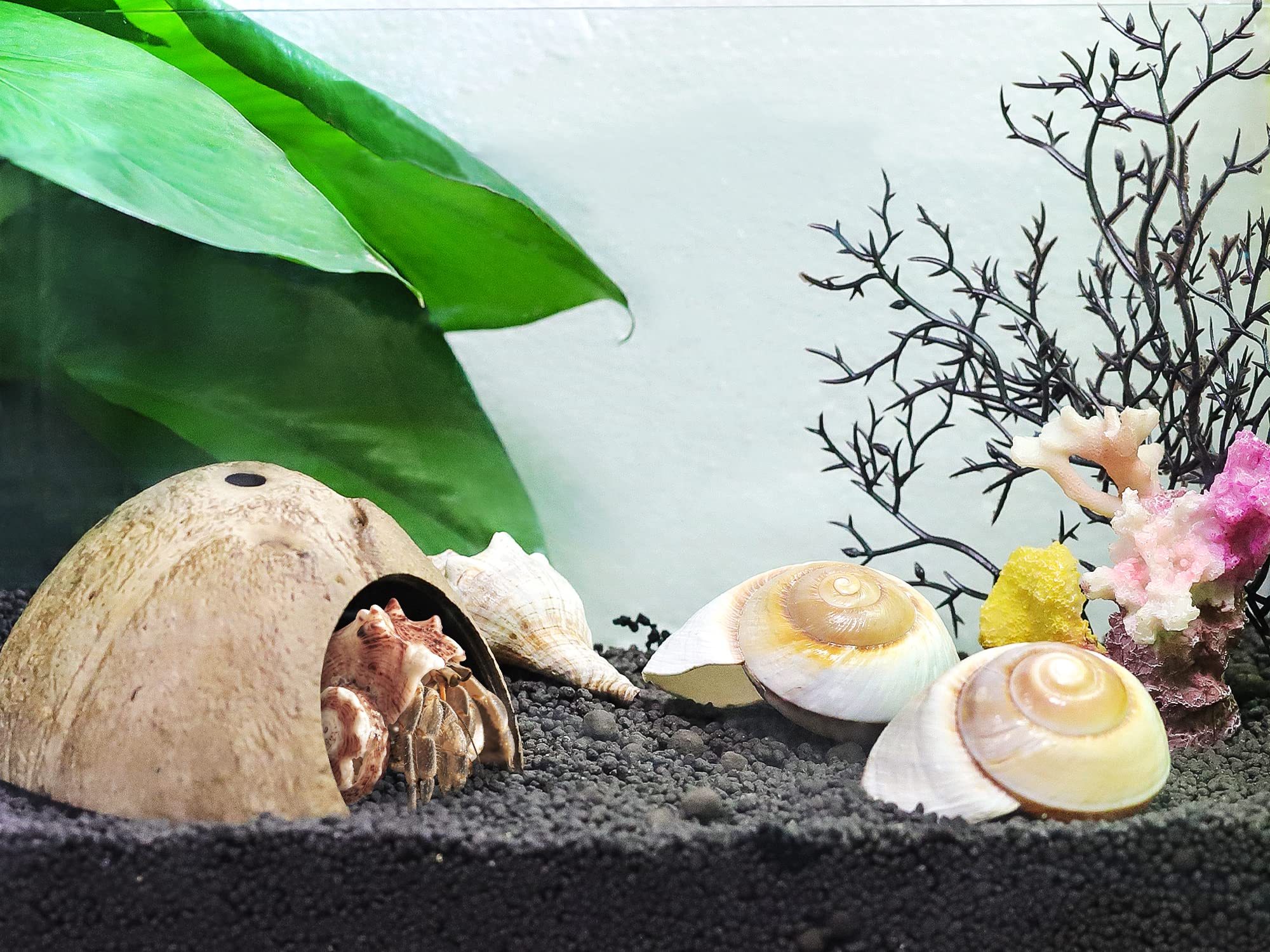 Snapklik.com : OSOPOLA 18 PCS Natural Hermit Crab Shells Medium Large ...