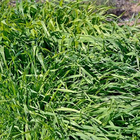 Amazon.com : 1000+ Oats Cover Crop Seed for Planting - High Yielding ...