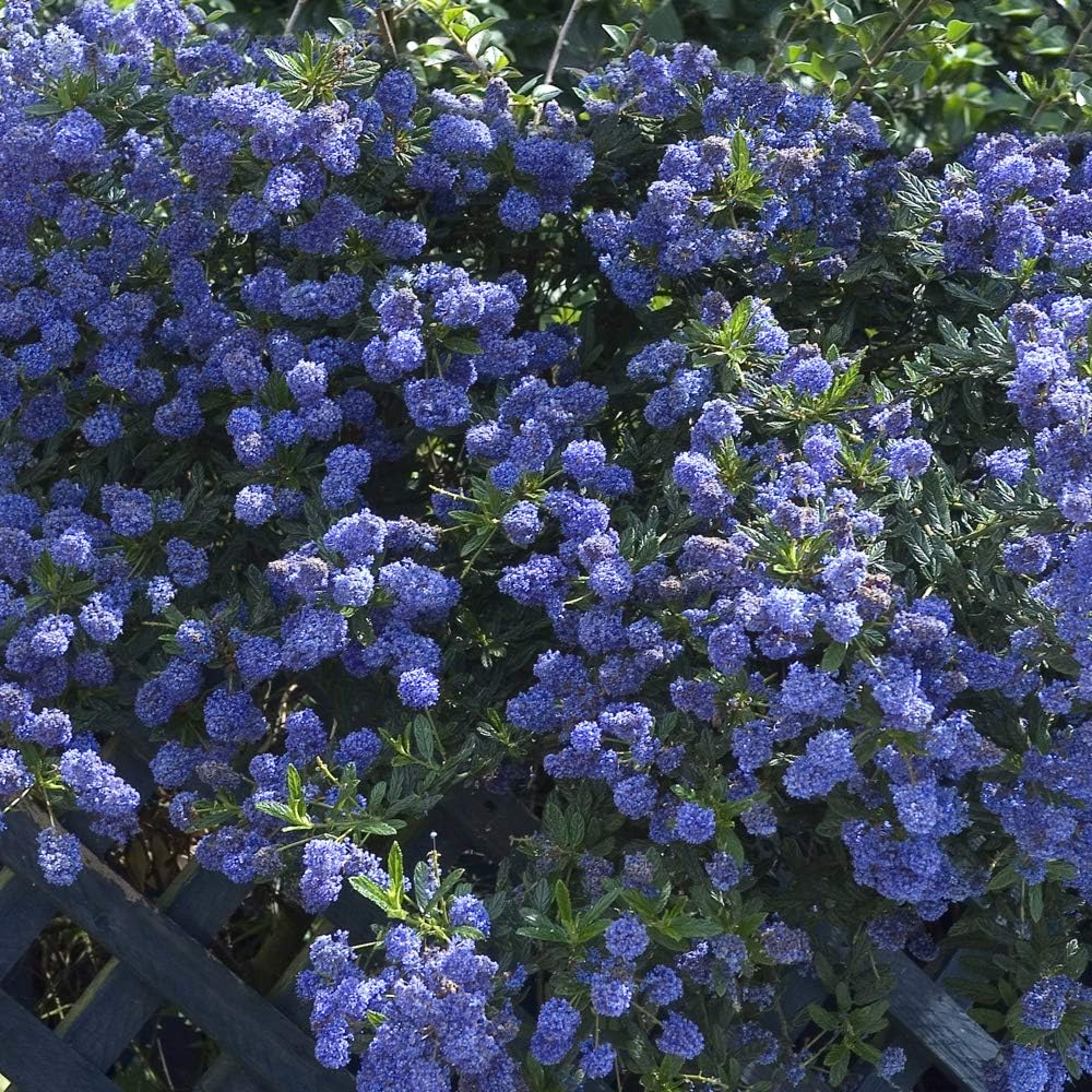 You Garden - Californian Lilac Ceanothus Thyrsiflorus VAR. Repens in a 2L Pot - Garden Ready ...